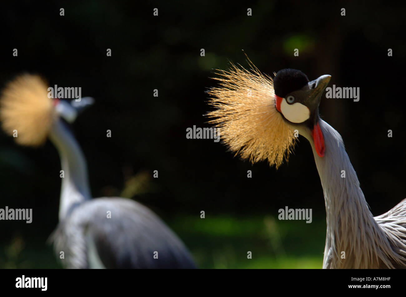 Crested crane is the national symbol of uganda hi-res stock photography ...