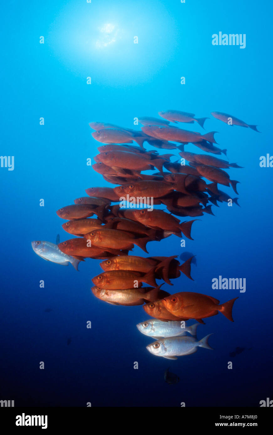 Common bigeye priacanthus hamrur hi-res stock photography and images ...