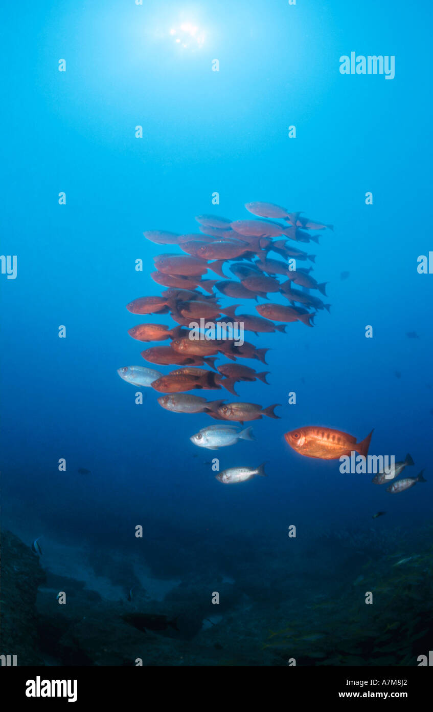 Common bigeye swarming Priacanthus hamrur Mozambique Africa Indian ...