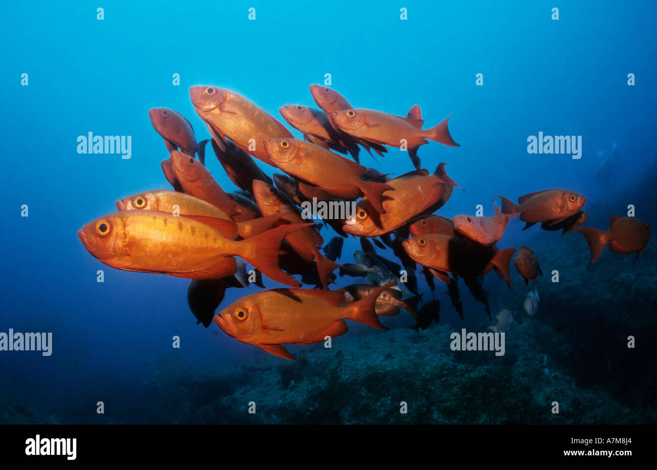Common bigeye swarming Priacanthus hamrur Mozambique Africa Indian ...