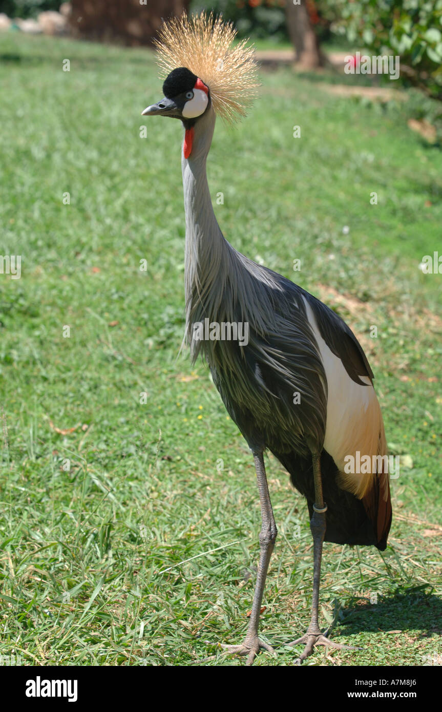 Crested Crane bird is the national symbol of Uganda at Entebbe Zoo ...