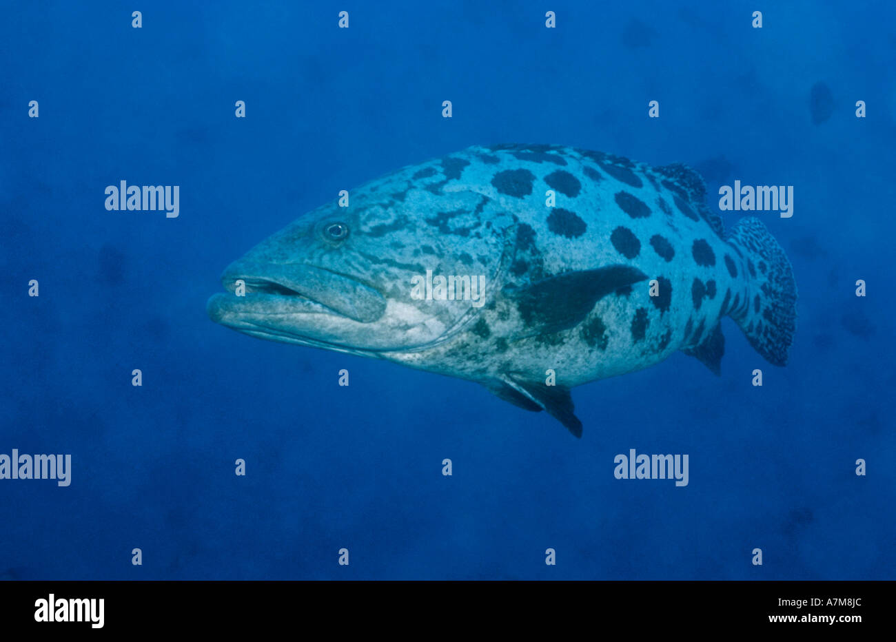 Potato grouper Epinephelus tukula Mozambique Africa Indian Ocean Stock ...
