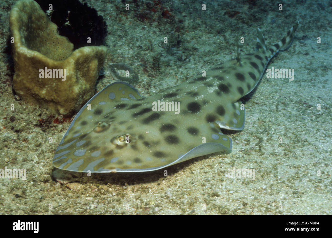 Rhinobatos hi-res stock photography and images - Alamy