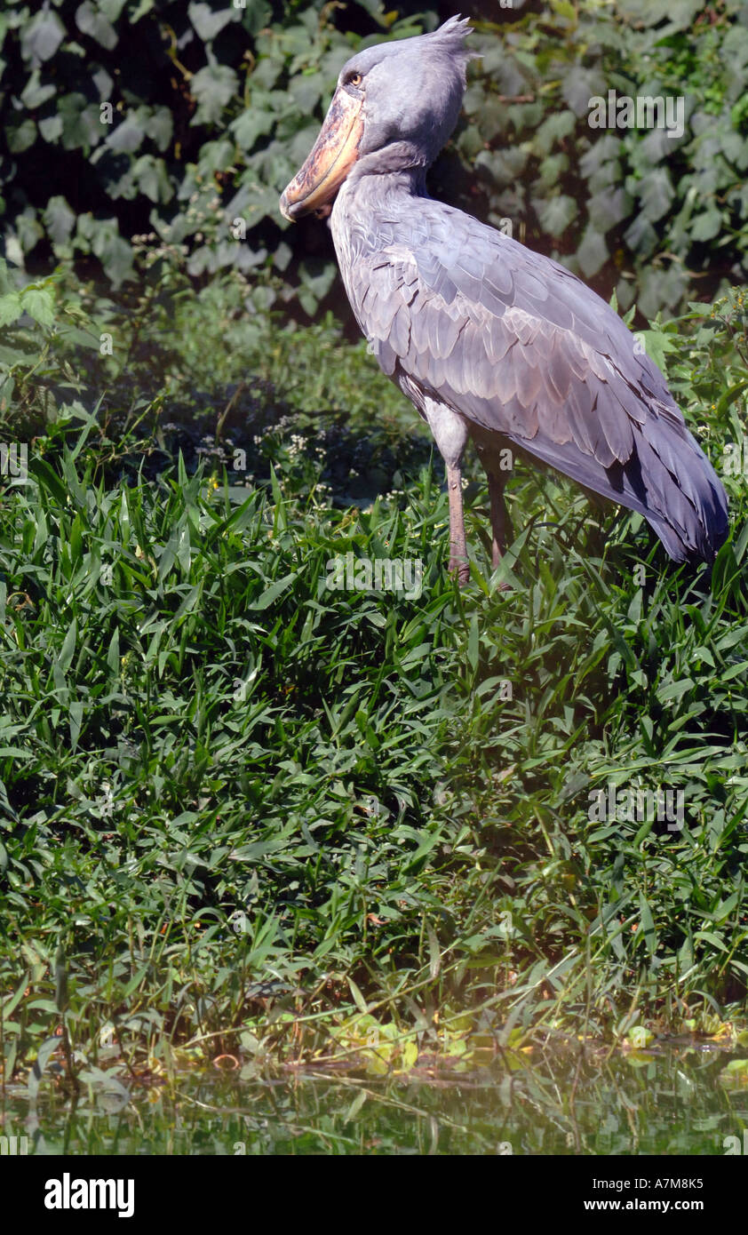 Grey stork hi-res stock photography and images - Alamy