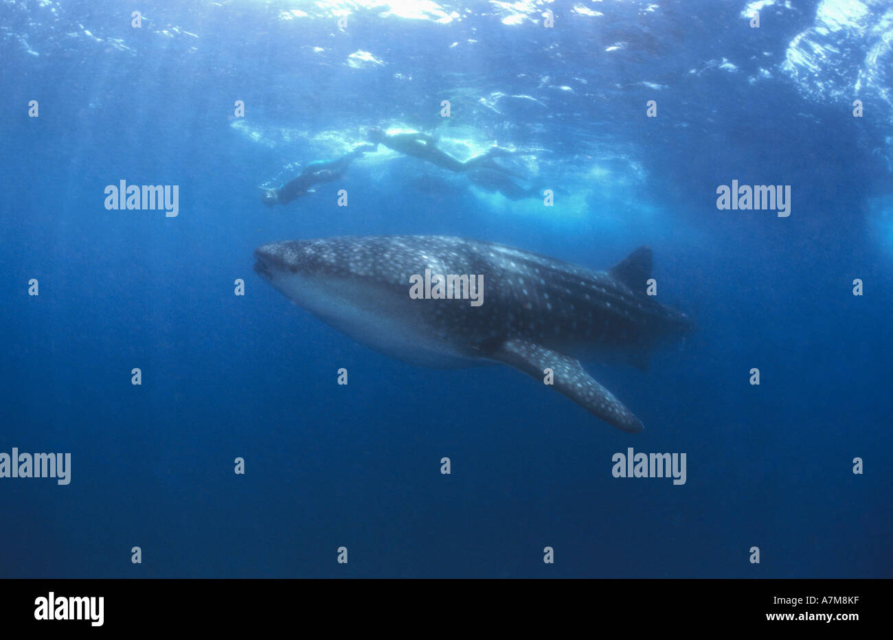 Whale shark mozambique hi-res stock photography and images - Alamy