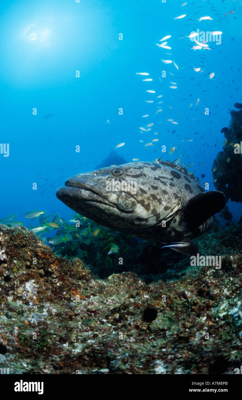 Potato grouper Epinephelus tukula Mozambique Africa Indian Ocean Stock ...