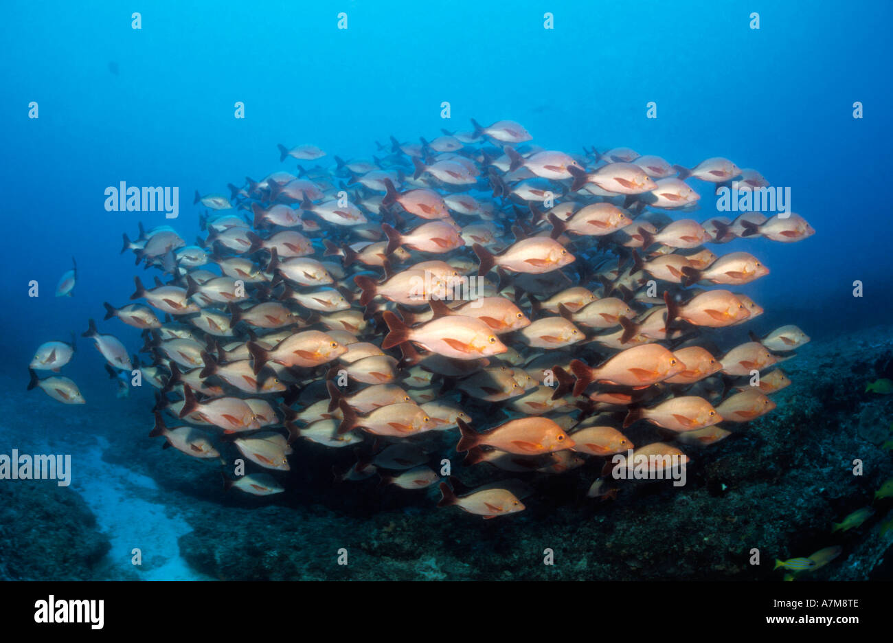 Humpback Red Snapper Lutjanus Gibbus High Resolution Stock Photography ...