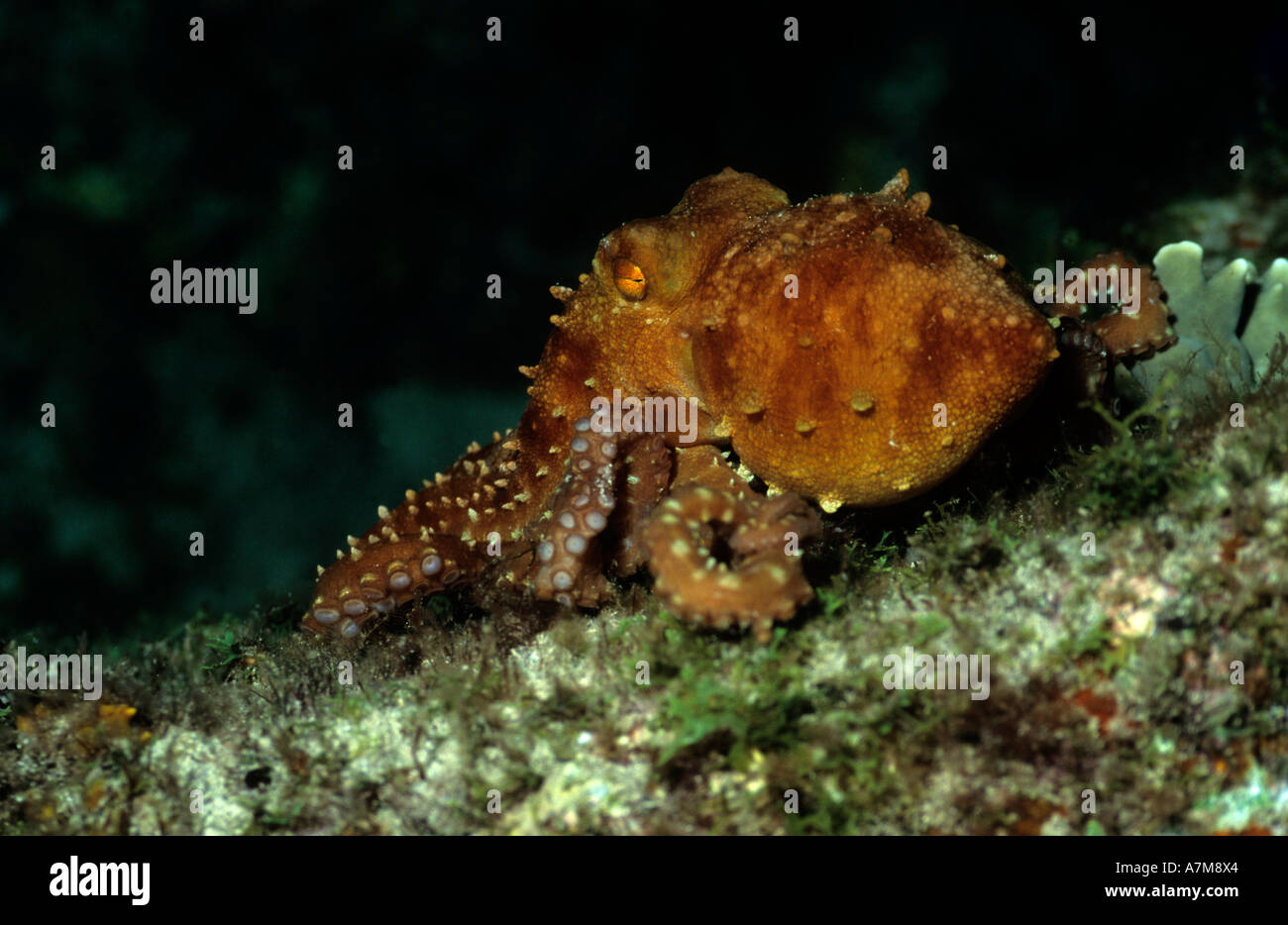 White spotted Octopus Octopus macropus Canary Islands Spain Atlantic ...