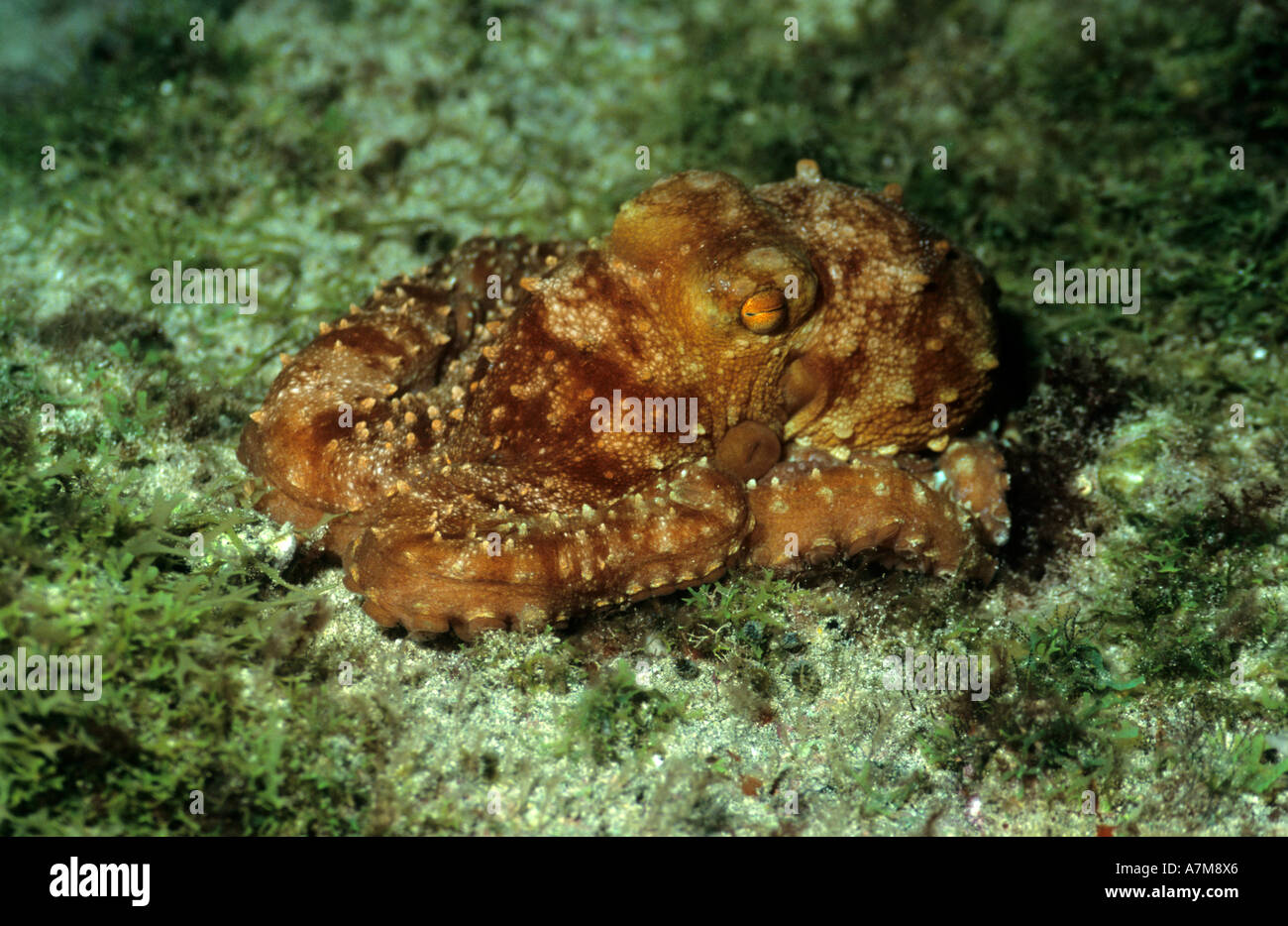 White spotted Octopus Octopus macropus Canary Islands Spain Atlantic ...