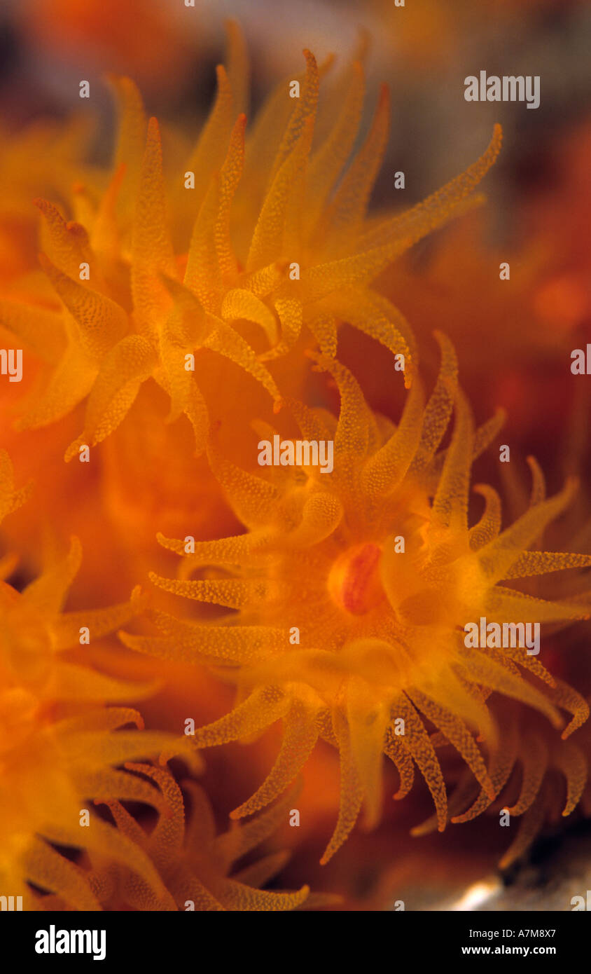 orange sea anemones Astroides calycularis Canary Islands Spain Atlantic ...