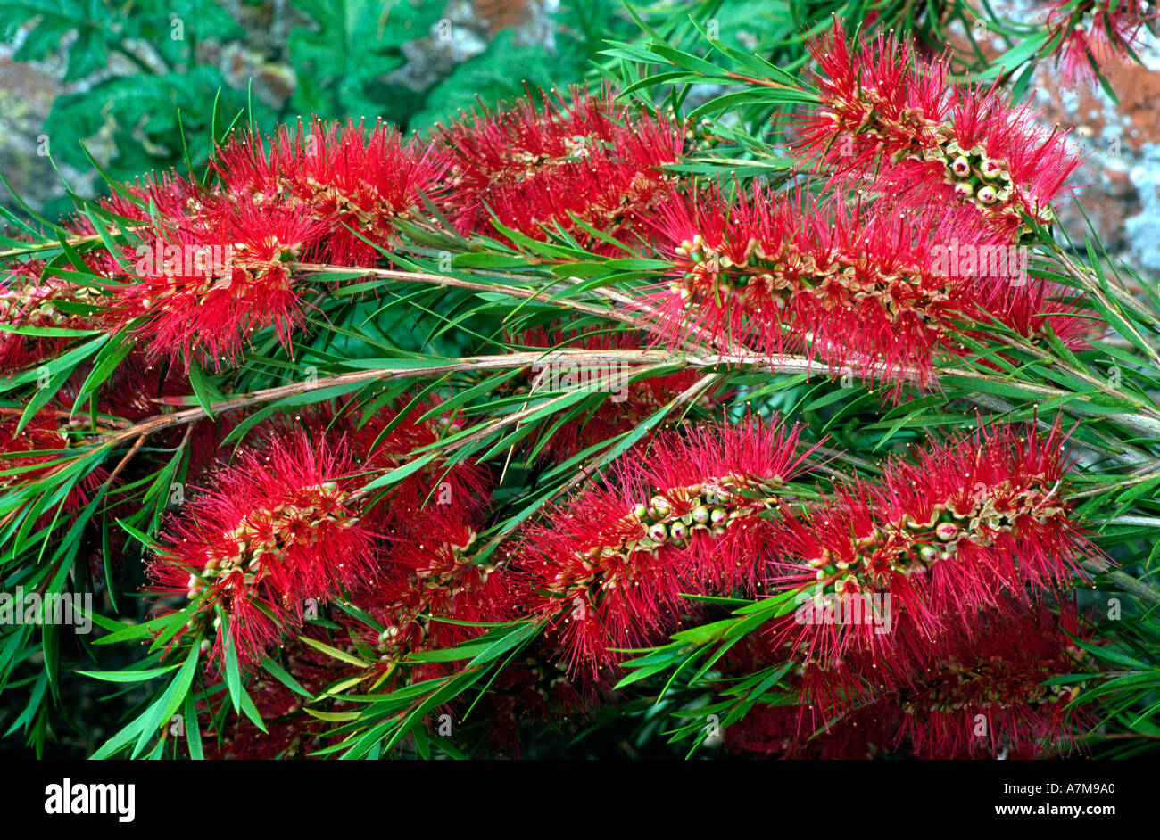 Callistemon subulatus hi-res stock photography and images - Alamy