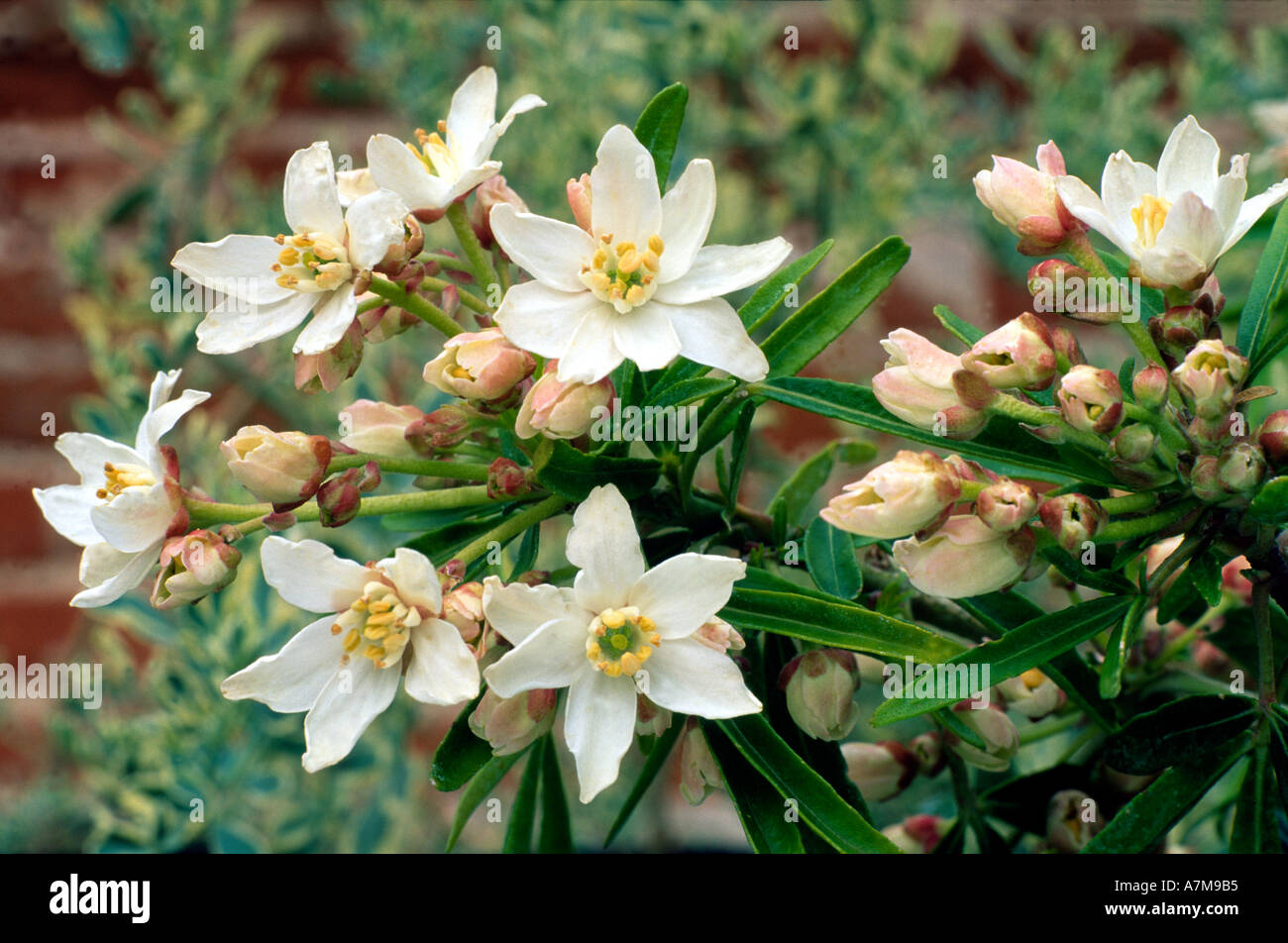 Choisya Aztec Pearl Stock Photo - Alamy