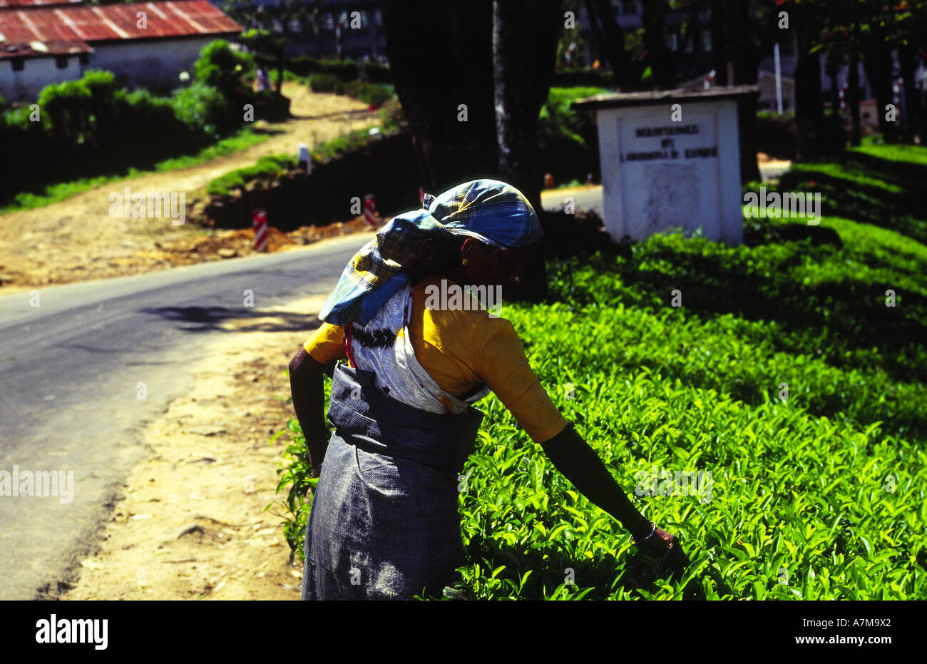 Tea pluckers in Labokellie Tea Plantation Sri Lanka Stock Photo - Alamy