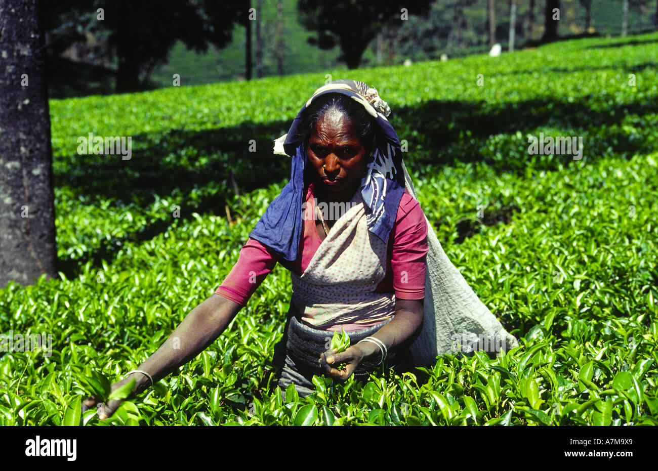 Tea pluckers in Labokellie Tea Plantation Sri Lanka Stock Photo - Alamy
