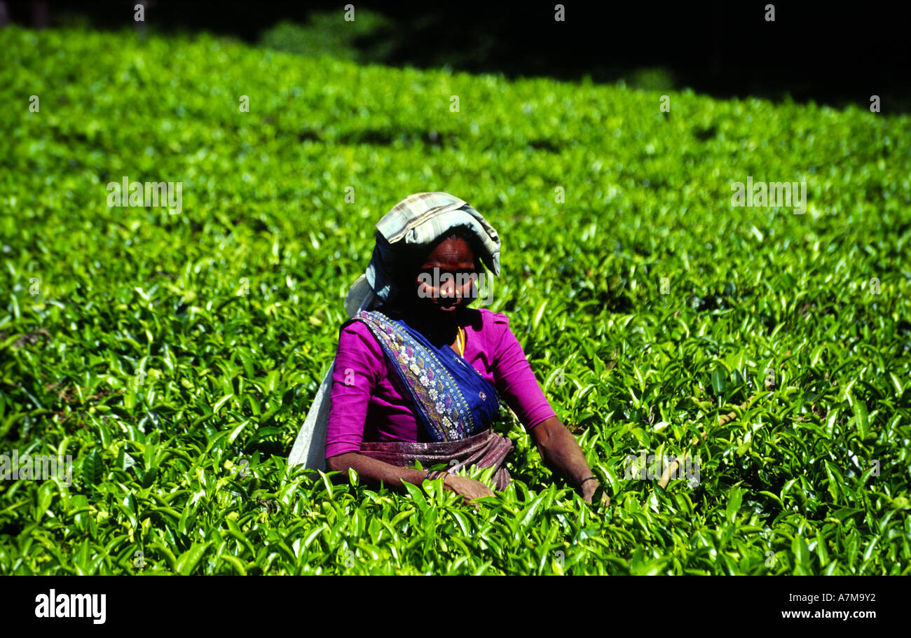Tea pluckers in Labokellie Tea Plantation Sri Lanka Stock Photo - Alamy