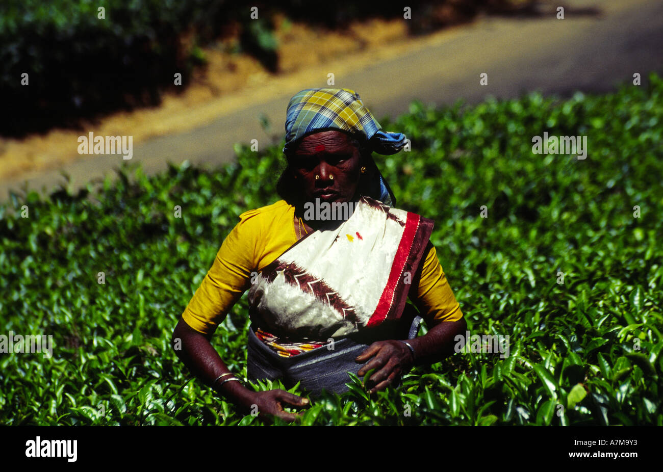 Tea pluckers in Labokellie Tea Plantation Sri Lanka Stock Photo - Alamy
