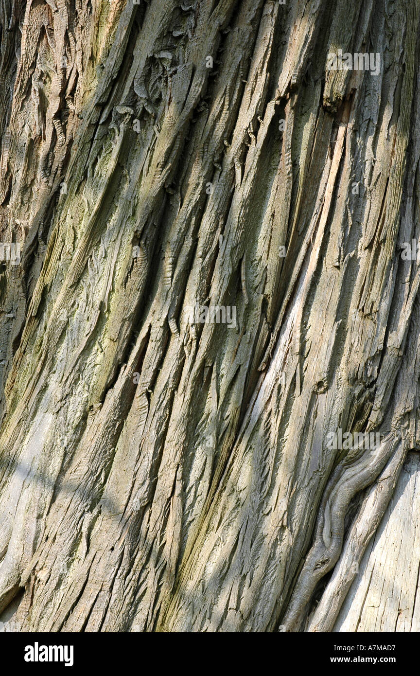 Tree with diagonal bark Buckinghamshire England UK Stock Photo - Alamy
