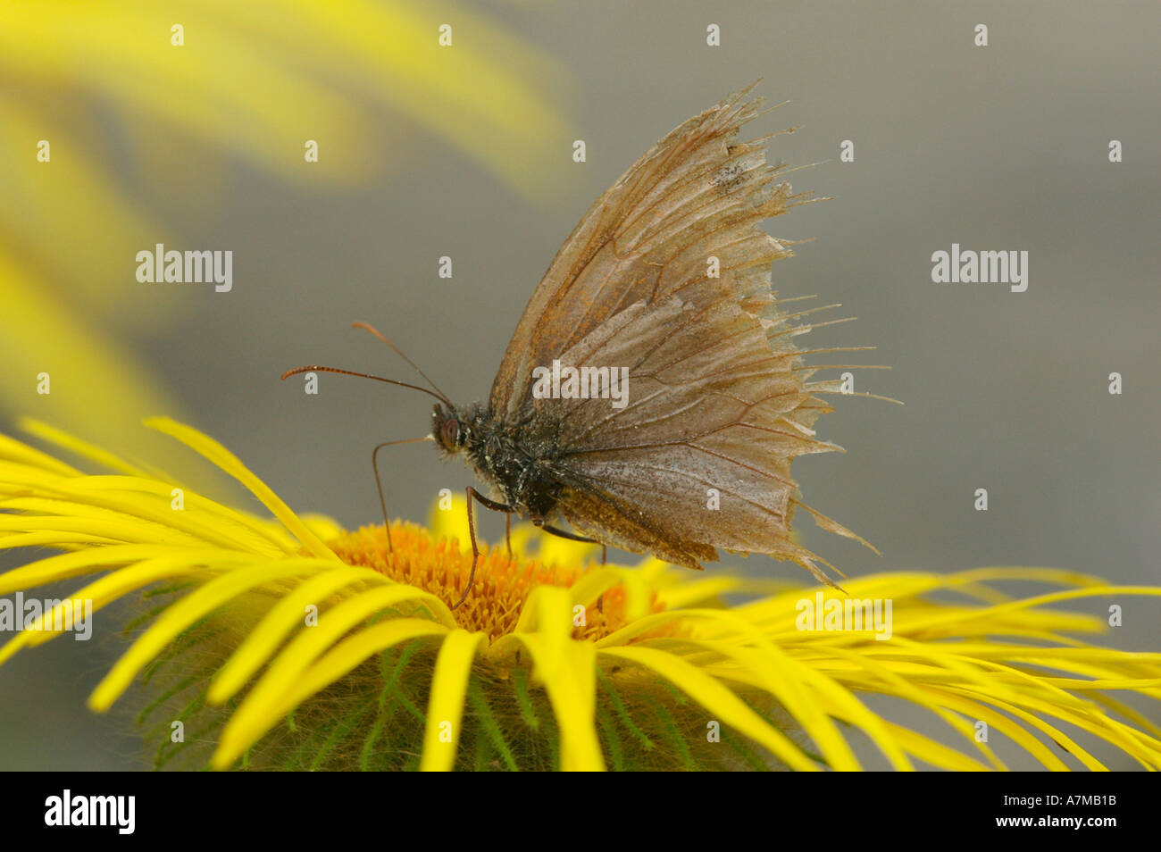Extremely tatty butterfly Stock Photo - Alamy