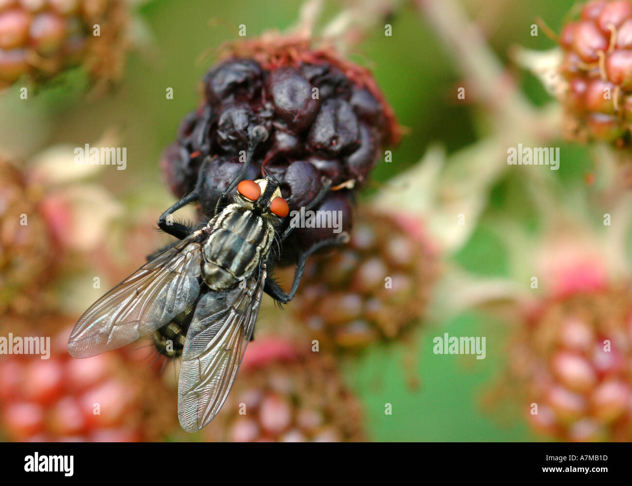 Large red eyes hi-res stock photography and images - Alamy