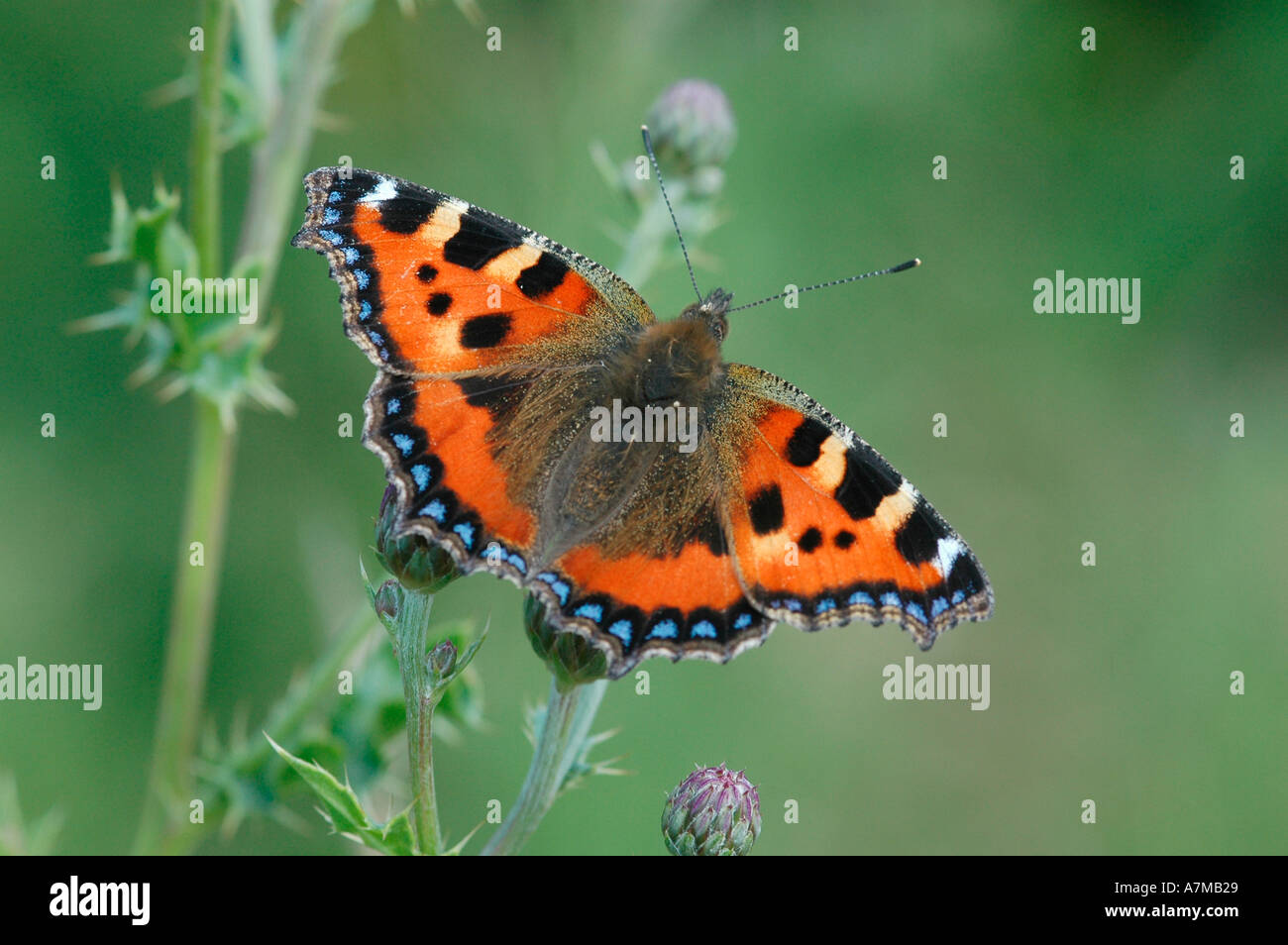 Blue tortoiseshell hi-res stock photography and images - Alamy