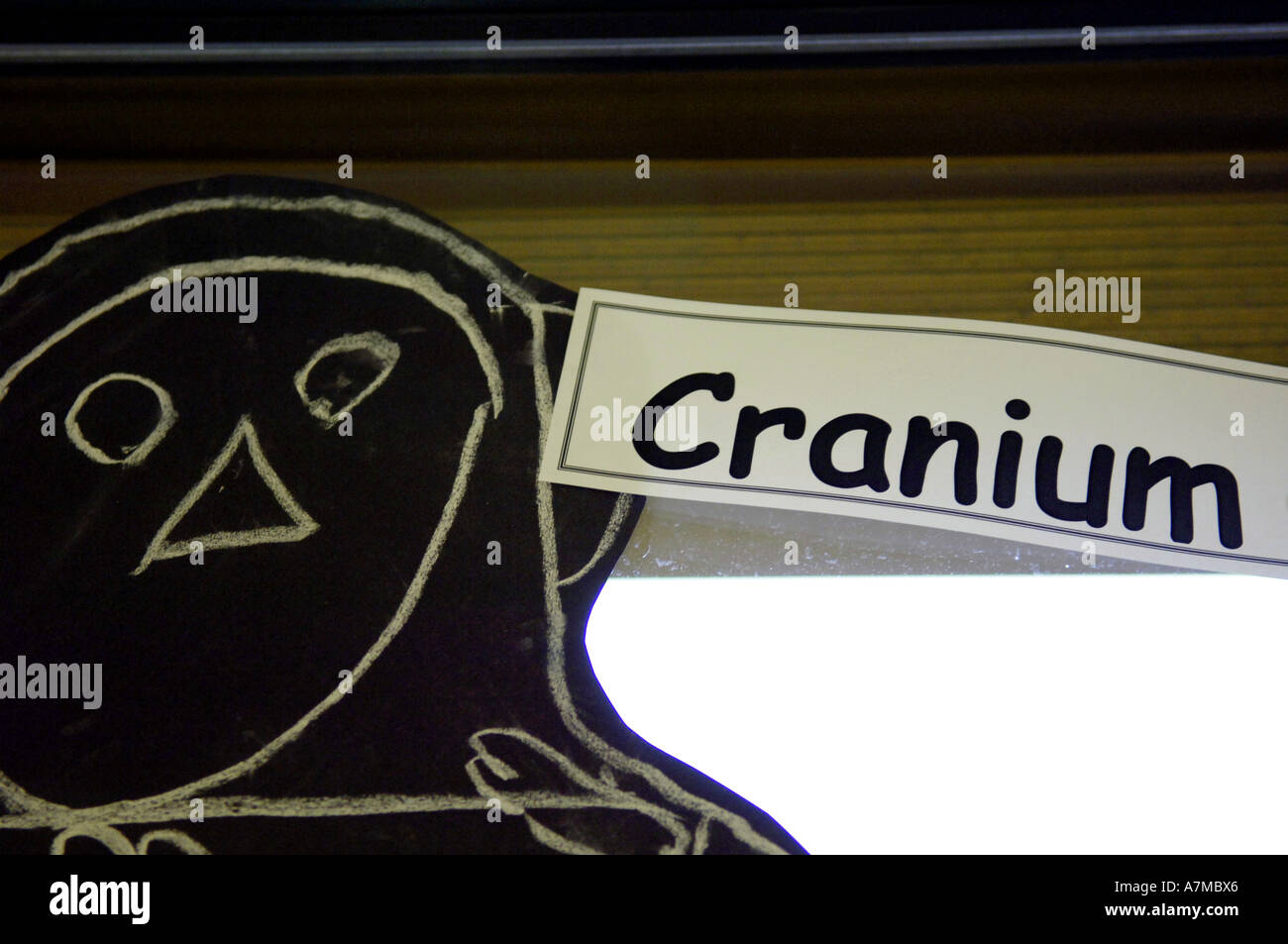 primary school display skeleton human keystage 2 year 4 funny humourous ...