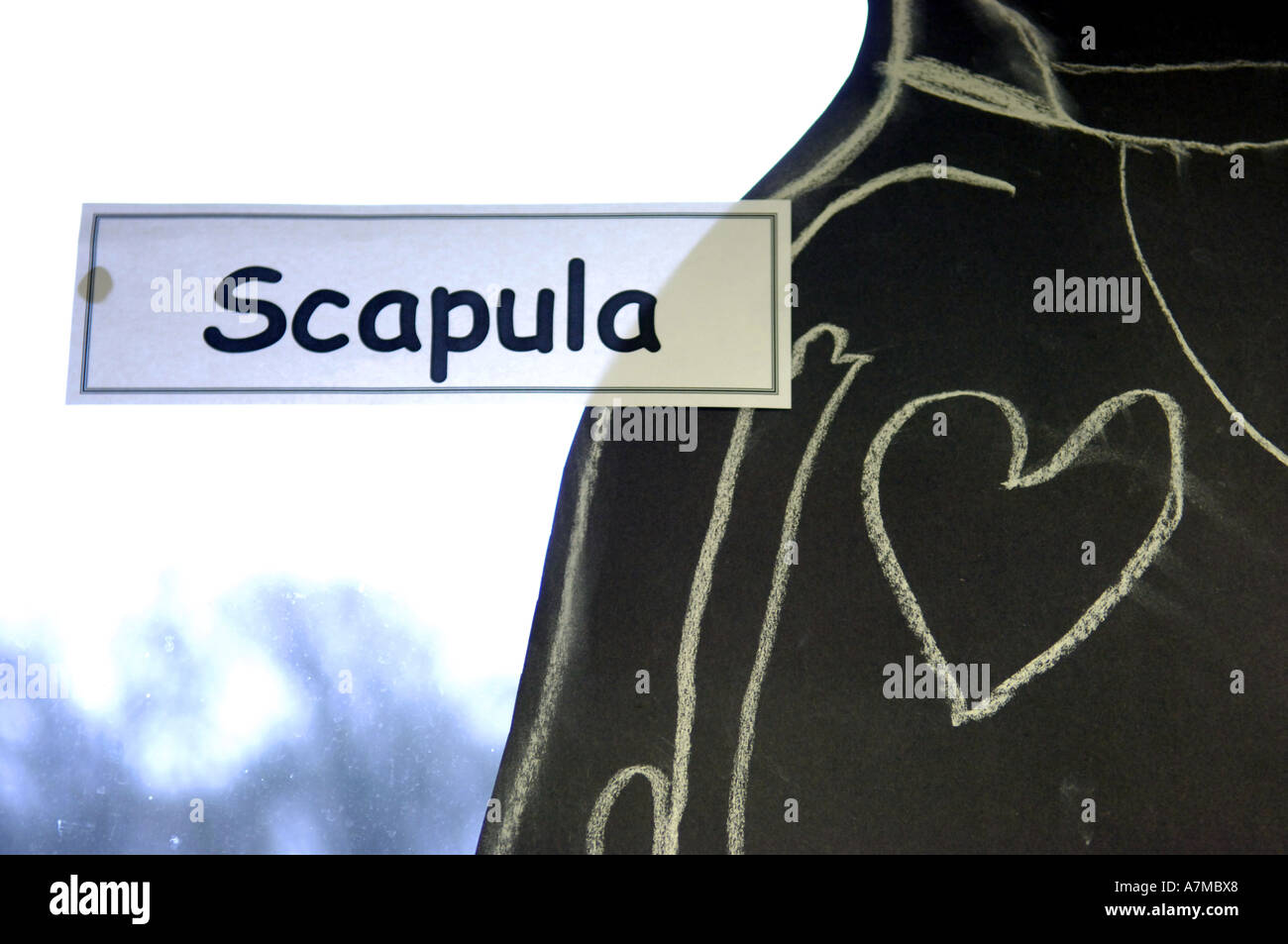 primary school display skeleton human keystage 2 year 4 funny humourous ...