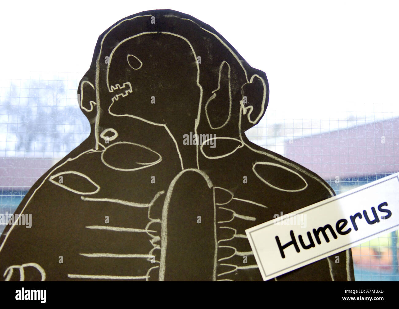 Primary school science display hi-res stock photography and images - Alamy