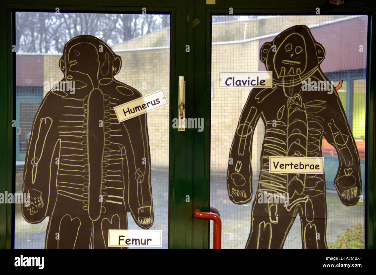 primary school display skeleton human keystage2 year 4 funny humourous ...
