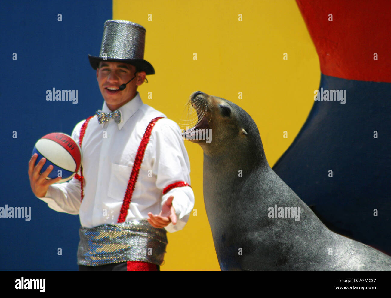 sea lion with trainer at seaworld miami seaworld florida usa Stock ...