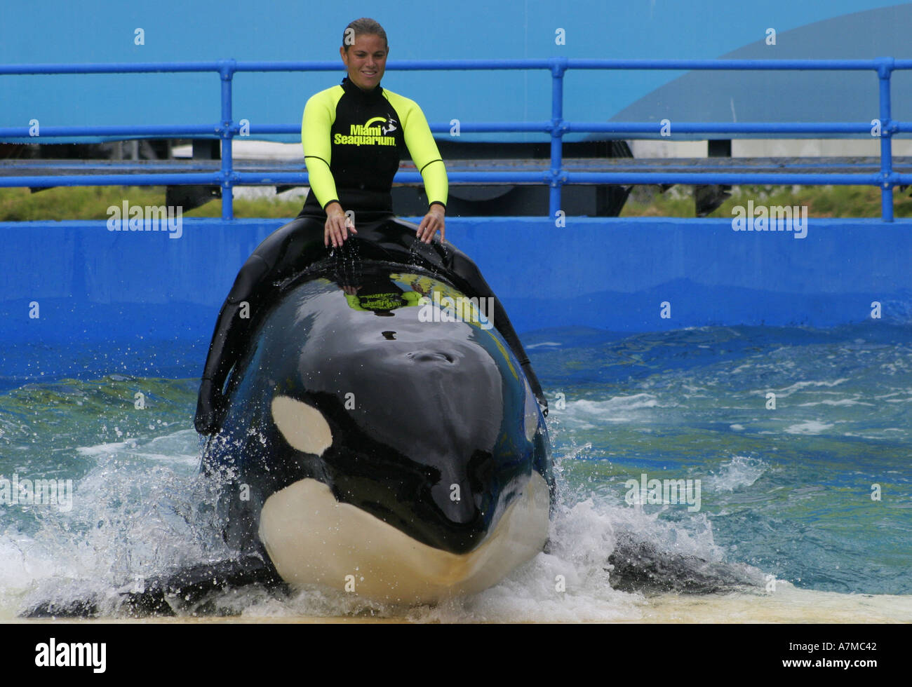 shark with trainer at miami seaworld florida usa Stock Photo - Alamy