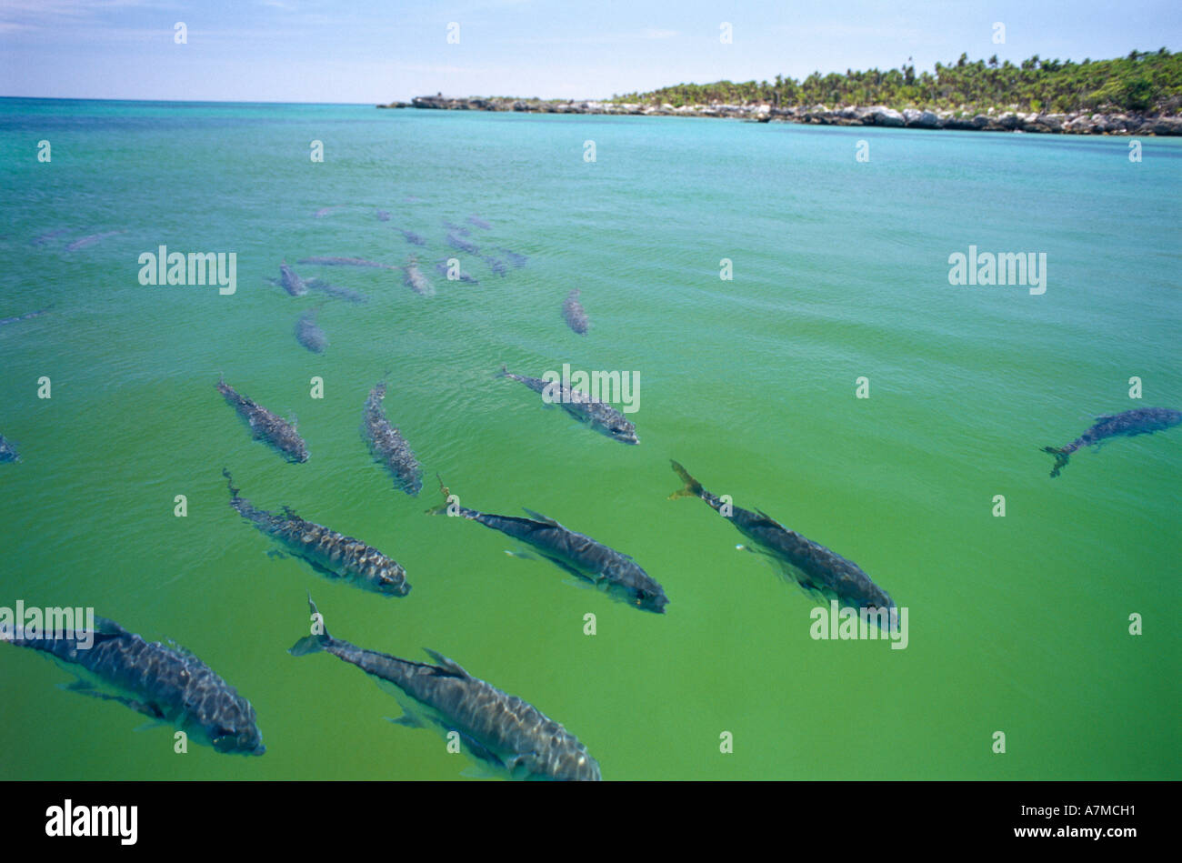School of fish swimming in wildlife reserve Xel Há Mexico Stock Photo ...