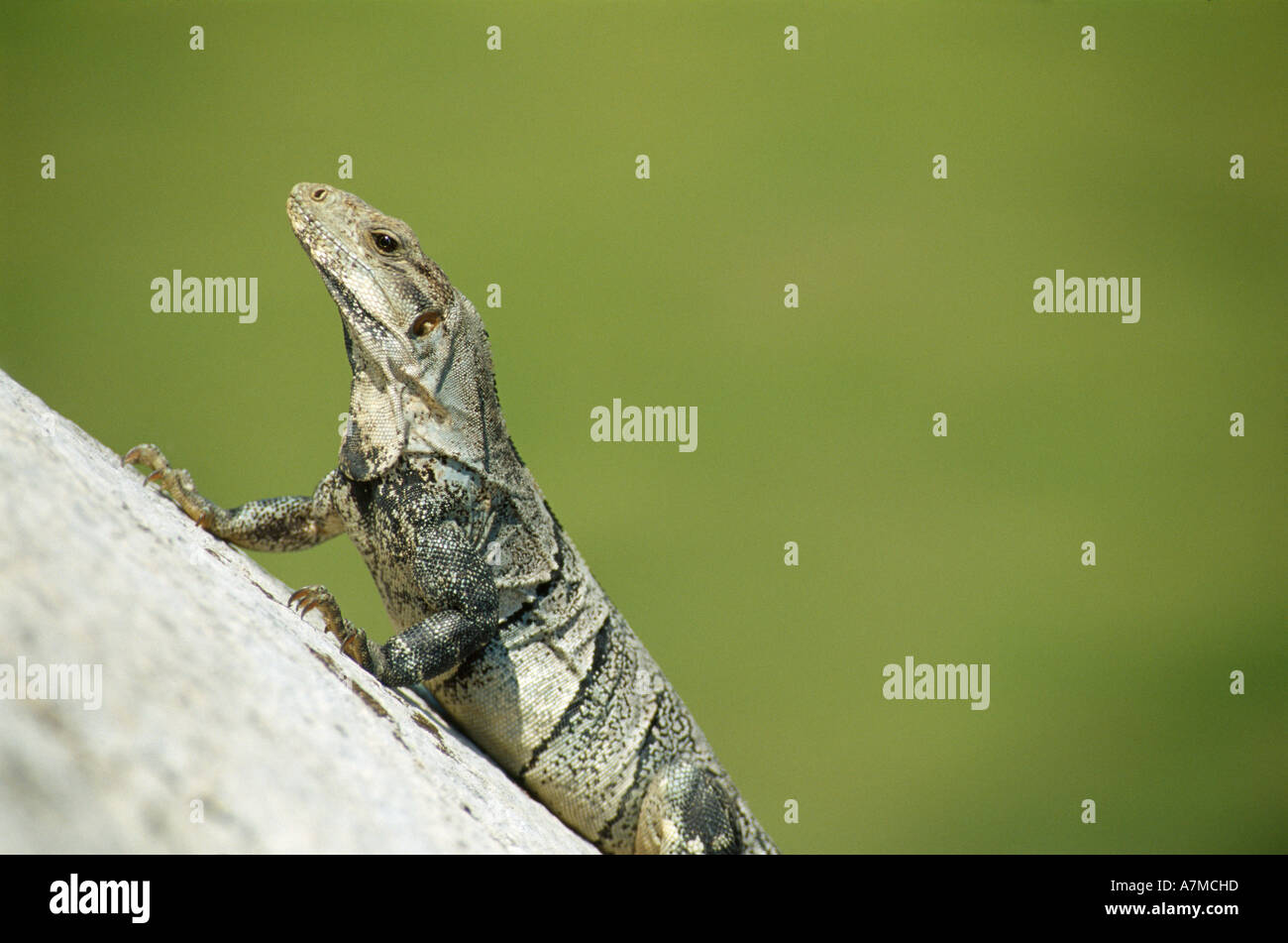 Lizard on Kulkulcán pyramid Chichén Itzà Yucatan Mexico Stock Photo - Alamy