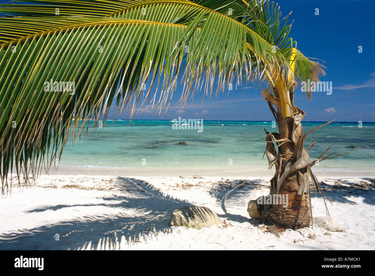 Palm tree on beach Yucatan Mexico Stock Photo - Alamy