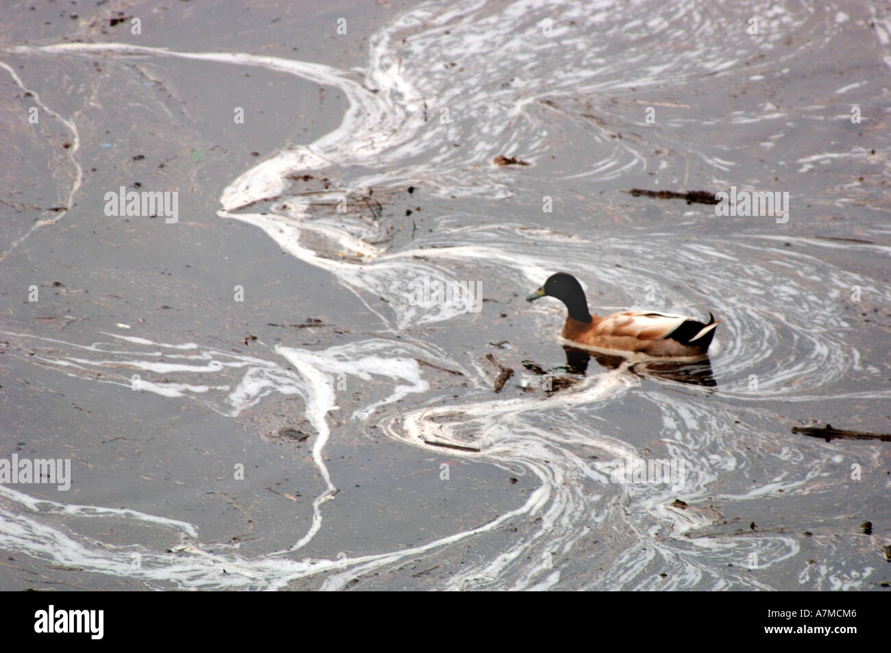 Duck Swimming In Polluted Water Stock Photo - Alamy