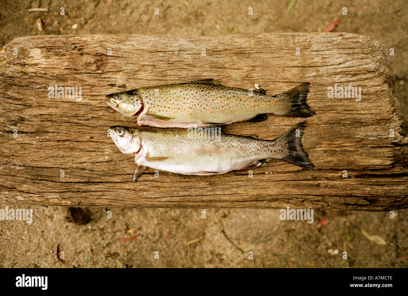 Two fish side by side Stock Photo - Alamy