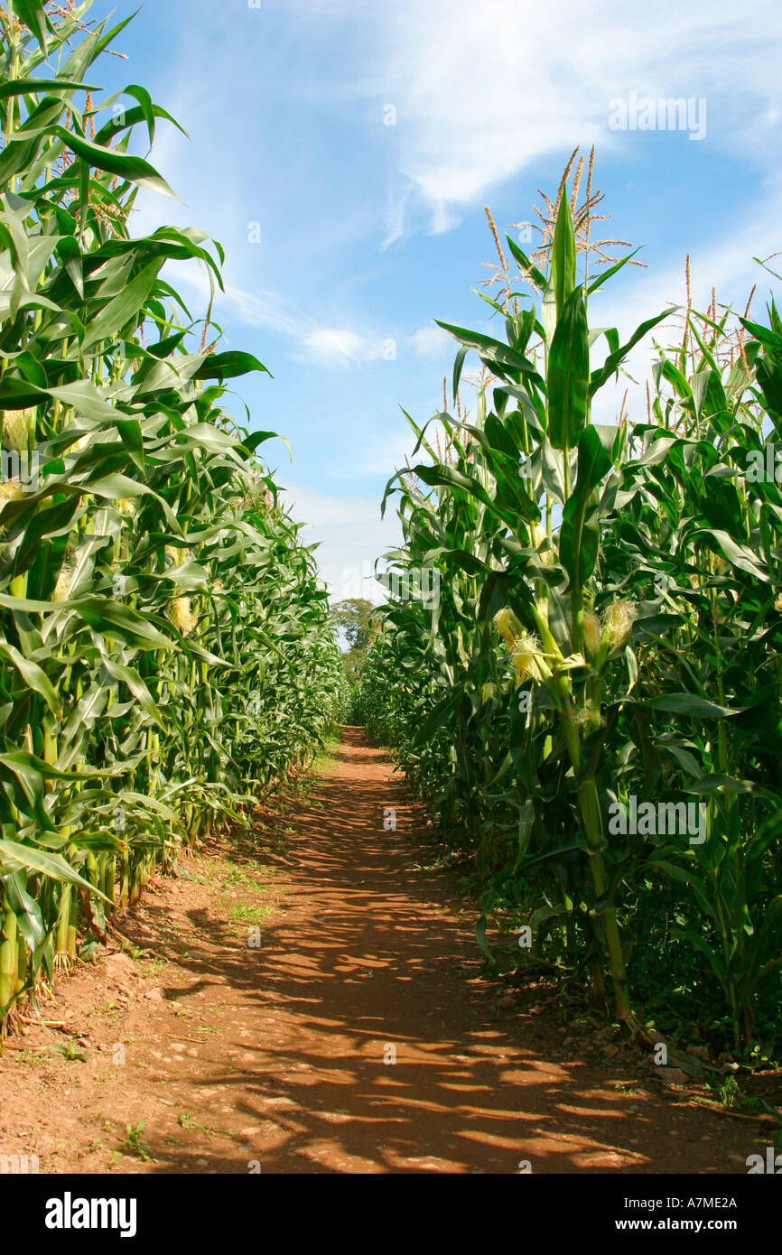 Rows of corn growing in cornfield Stock Photo - Alamy