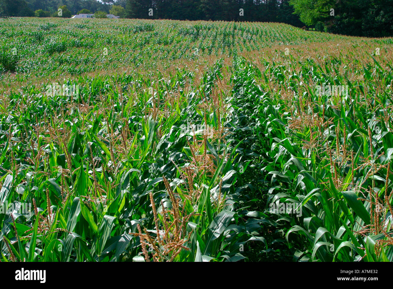 Rows of corn growing in cornfield Stock Photo - Alamy
