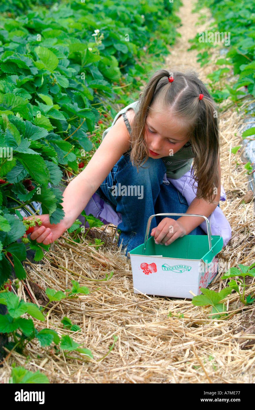 Young girl picking strawberries at Pick Your Own fruit farm Stock Photo ...