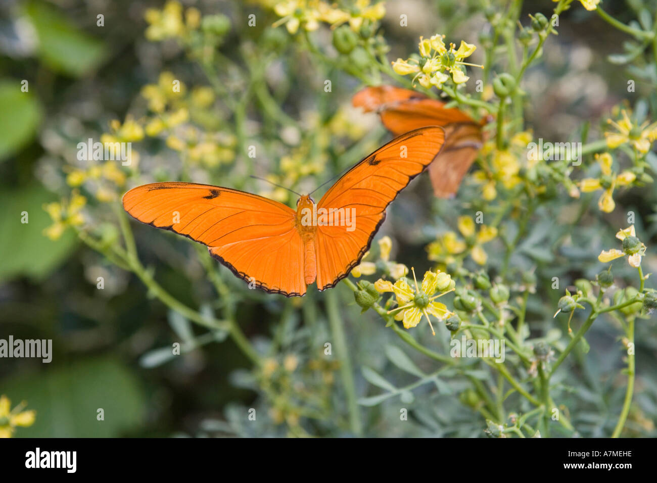 Orange butterflies on flowers Stock Photo - Alamy