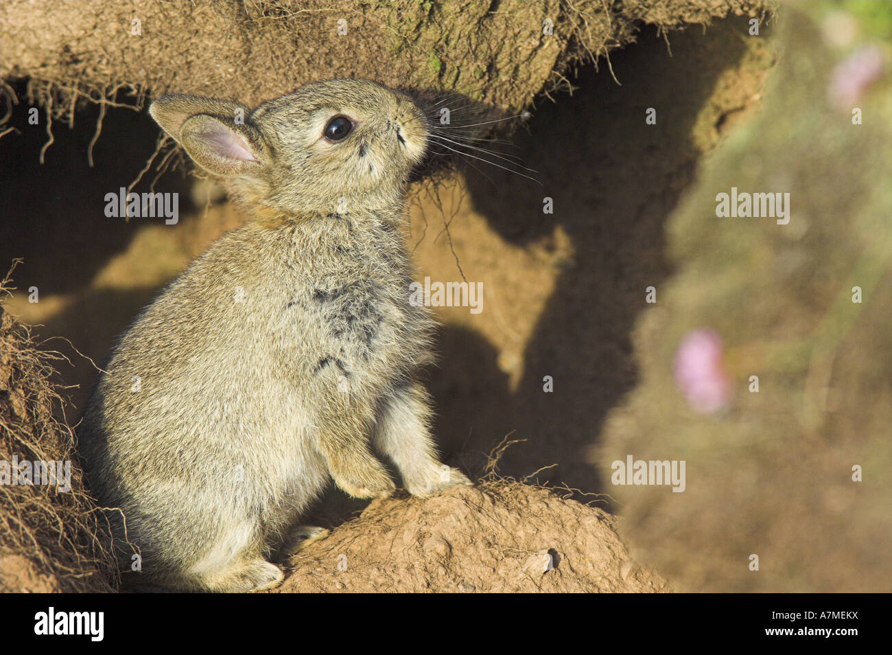 Young rabbit, Oryctolagus cuniculus, at entrance to burrow. Scotland ...