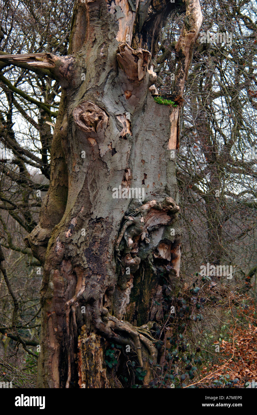 Life Of A Tree Stock Photo - Alamy