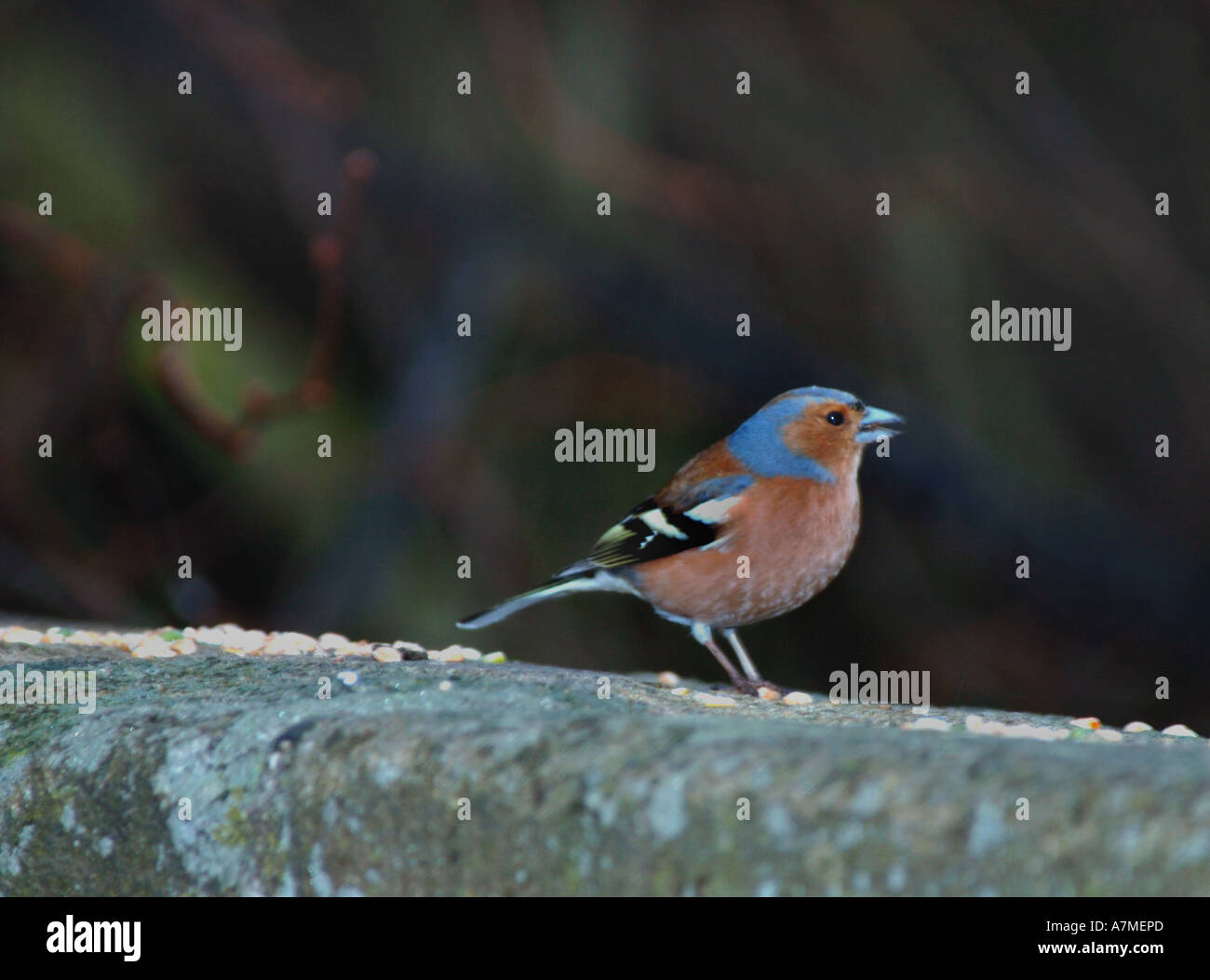 Fringilla species hi-res stock photography and images - Alamy