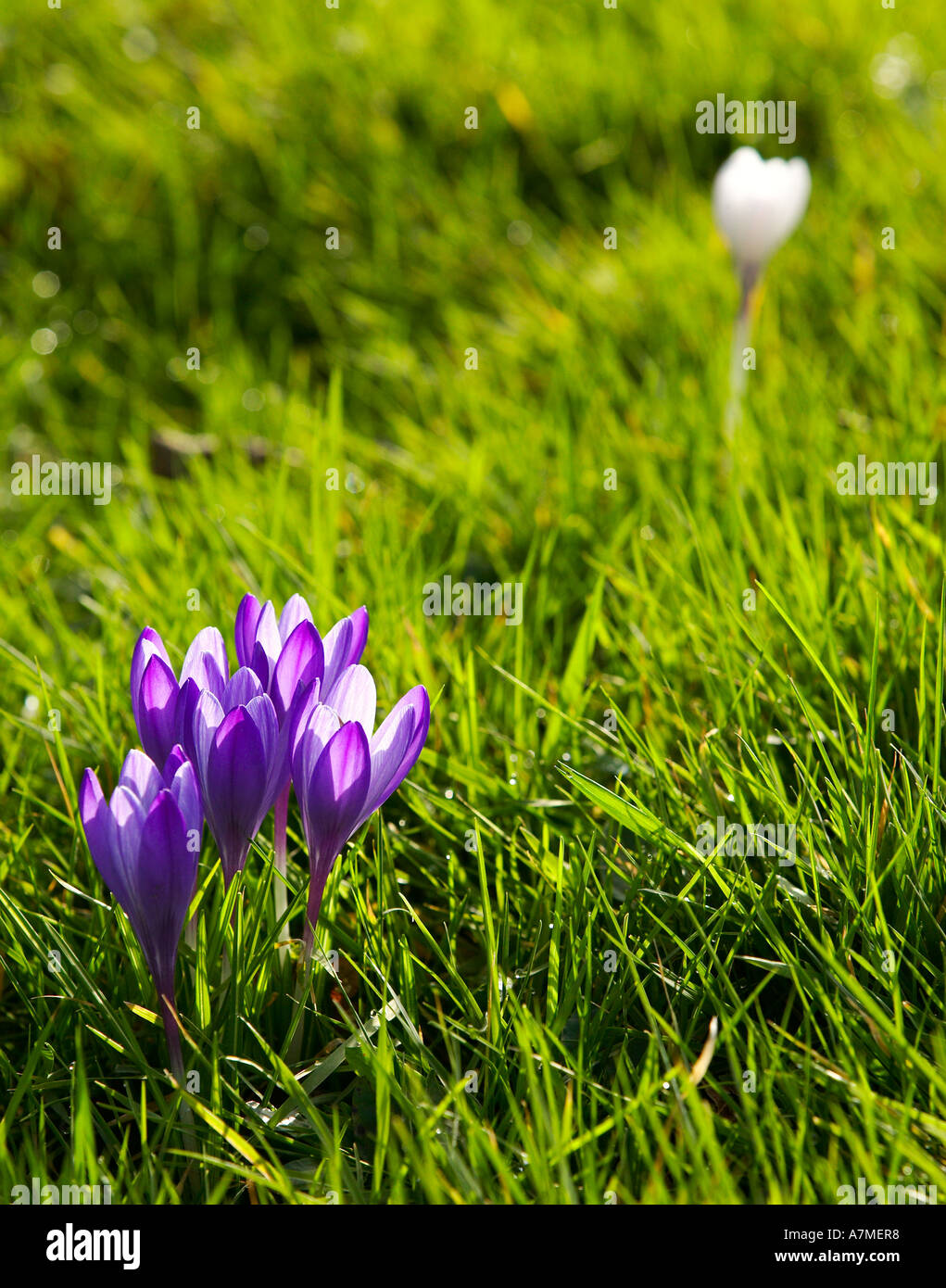 Still life with purple crocuses hi-res stock photography and images - Alamy