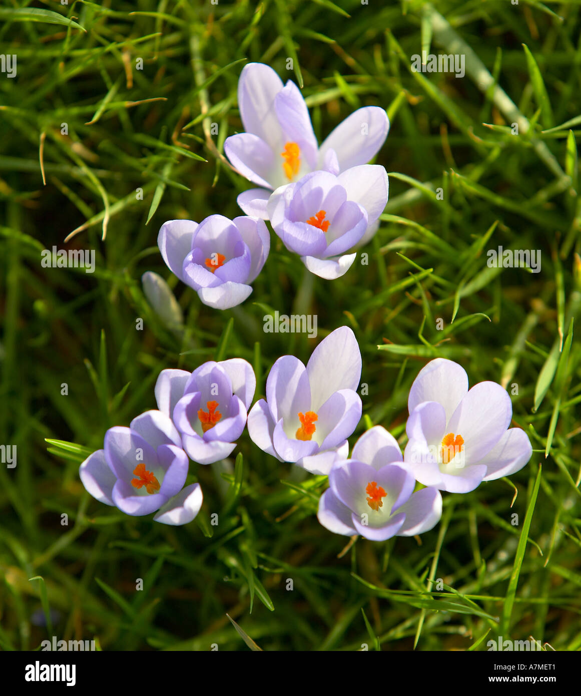 Still life with purple crocuses hi-res stock photography and images - Alamy