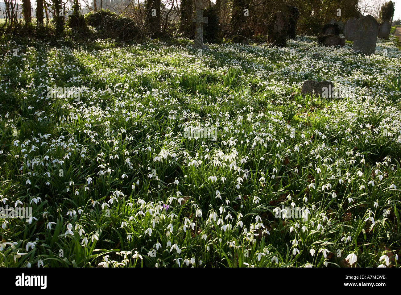 Snowdrops in graveyard Stock Photo - Alamy