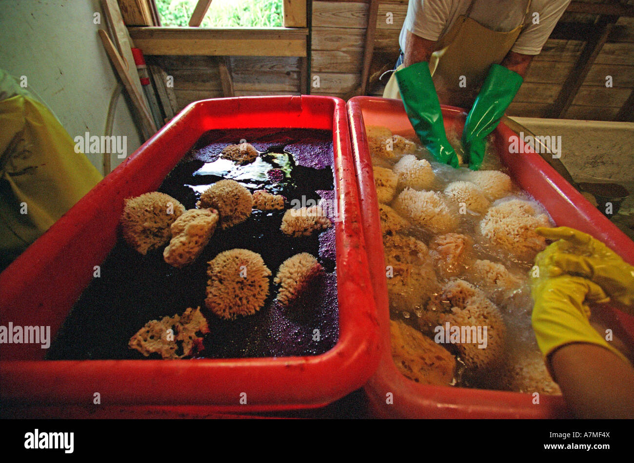 Bleaching sponges hi-res stock photography and images - Alamy