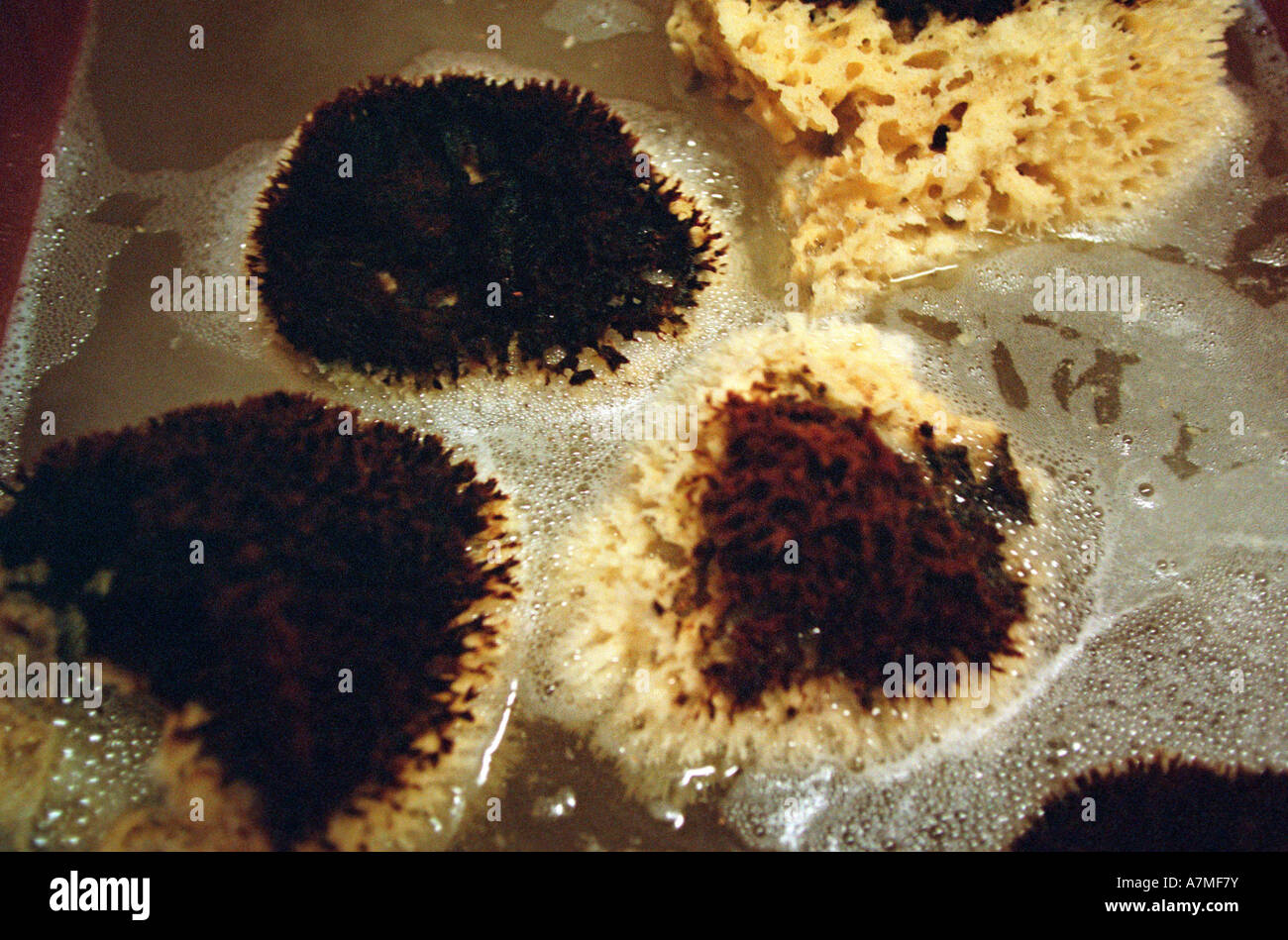 Soaking sponge hi-res stock photography and images - Alamy
