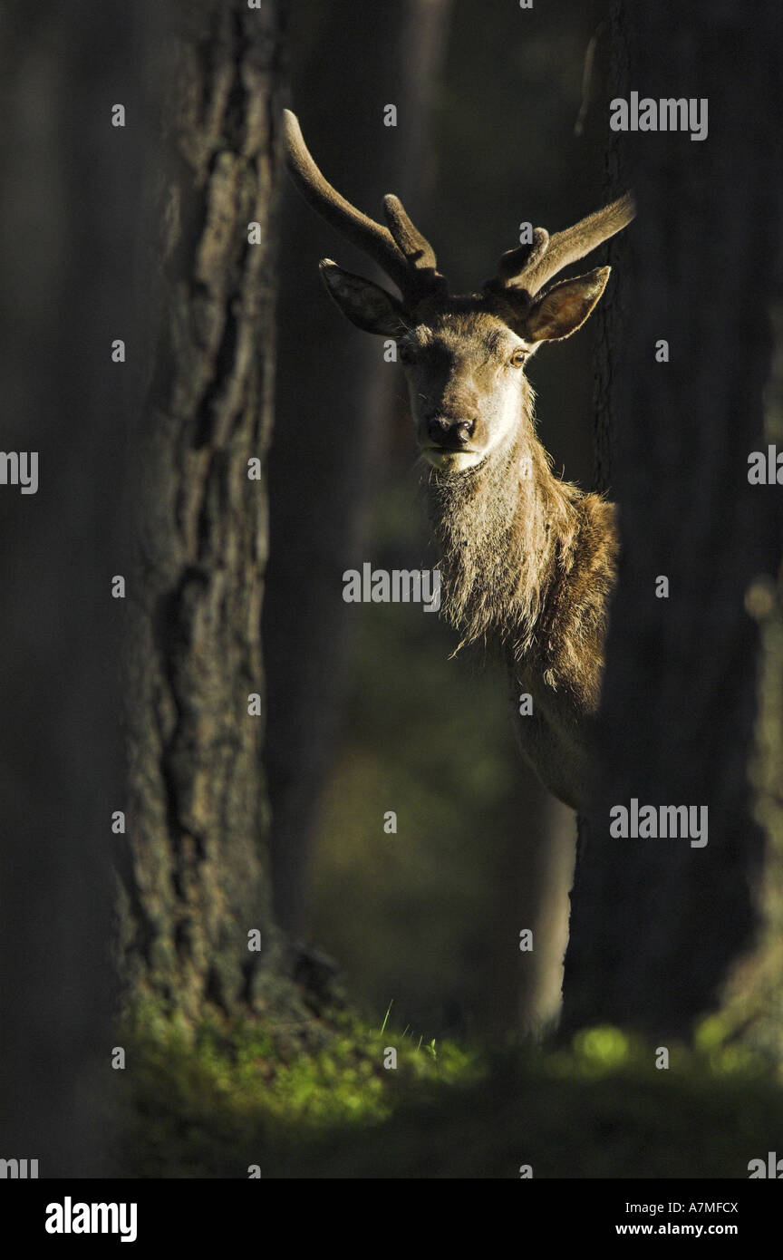 Animal beast creature fauna hi-res stock photography and images - Alamy