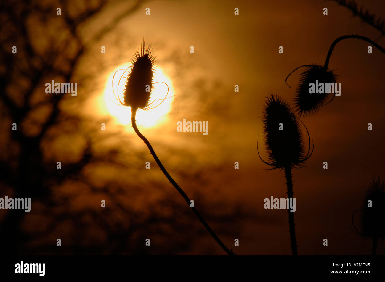 Distinctive silhouettes hi-res stock photography and images - Alamy