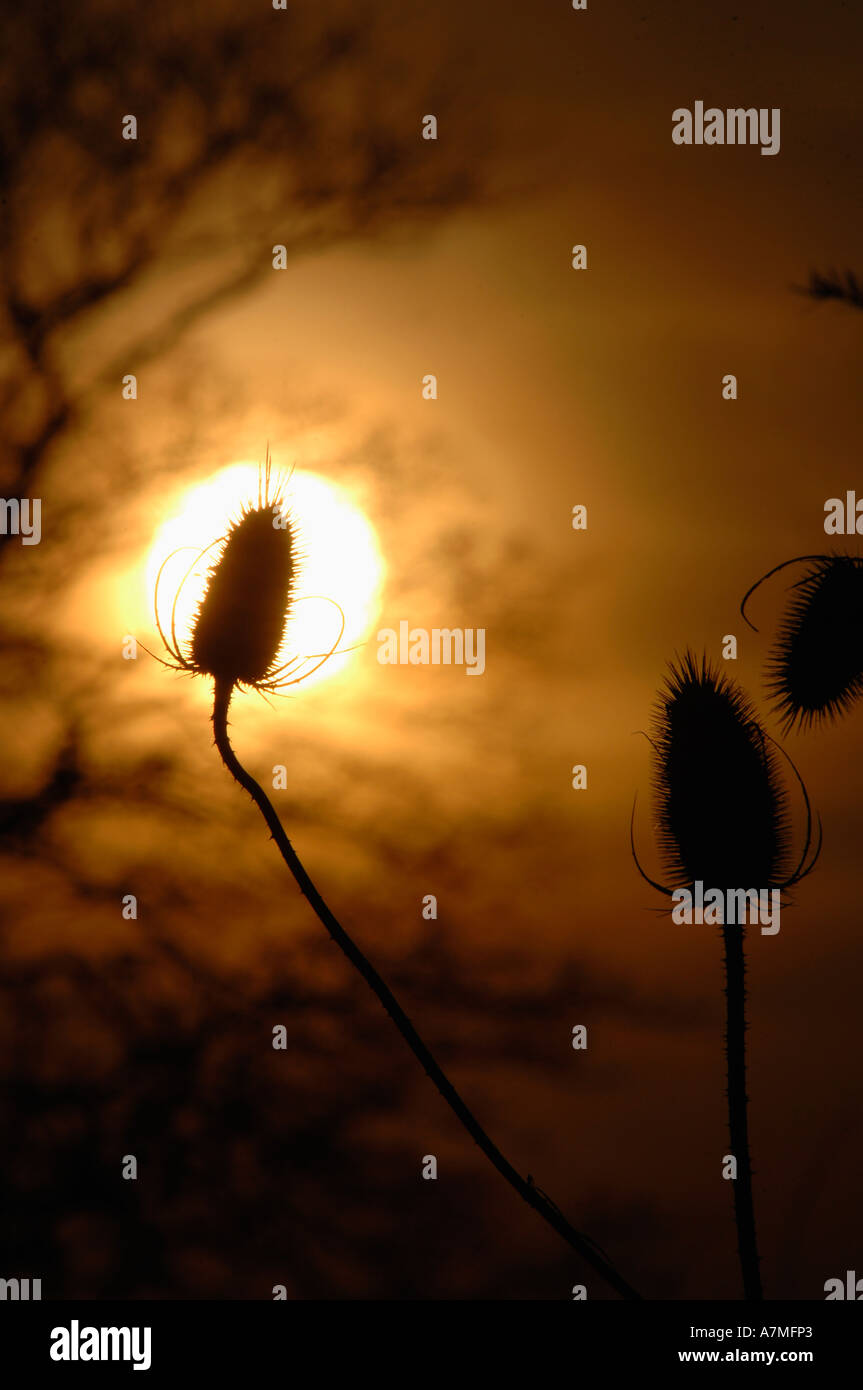 Distinctive silhouettes hi-res stock photography and images - Alamy